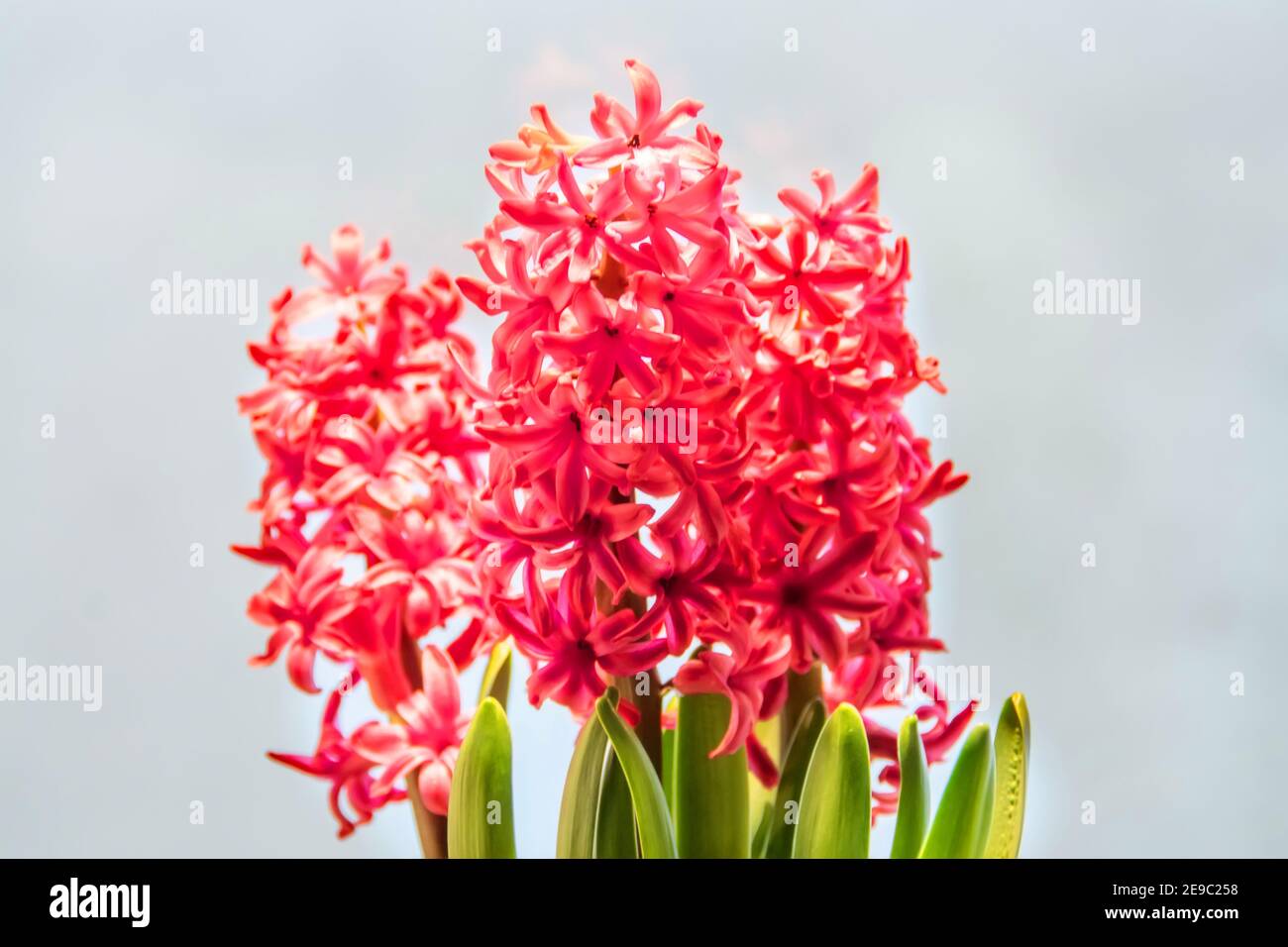 Spring hyacinth flowers pink color close up Stock Photo - Alamy
