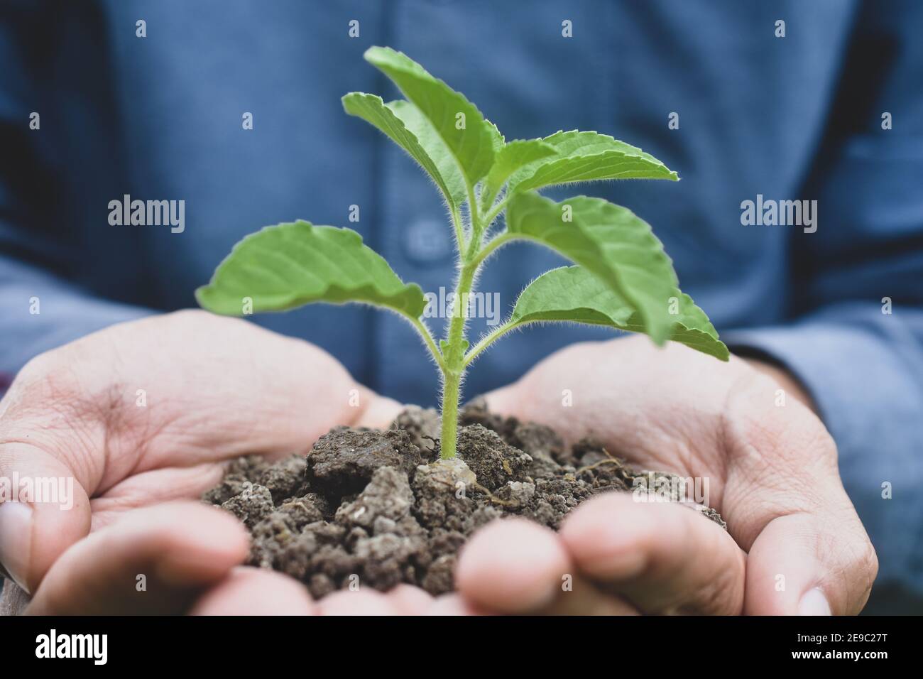 Hand holding tree to planting seeding growth in nature Stock Photo - Alamy