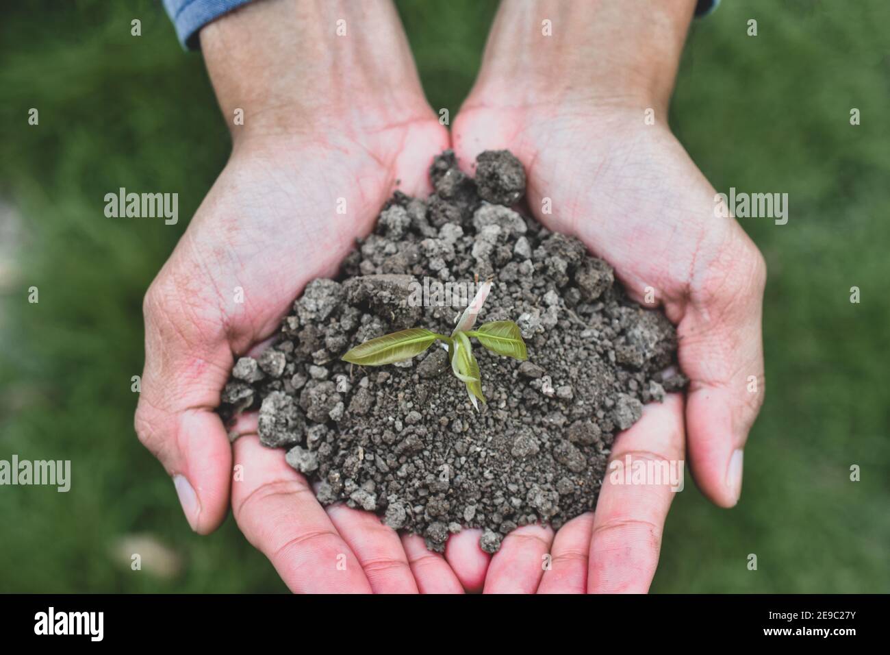 Hand holding tree to planting seeding growth in nature Stock Photo - Alamy