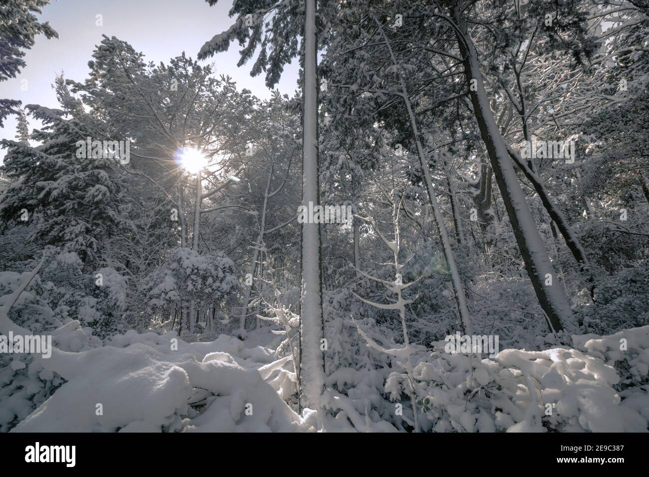 Snowy trees and sunlight. Winter background photo. Forest and winter ...