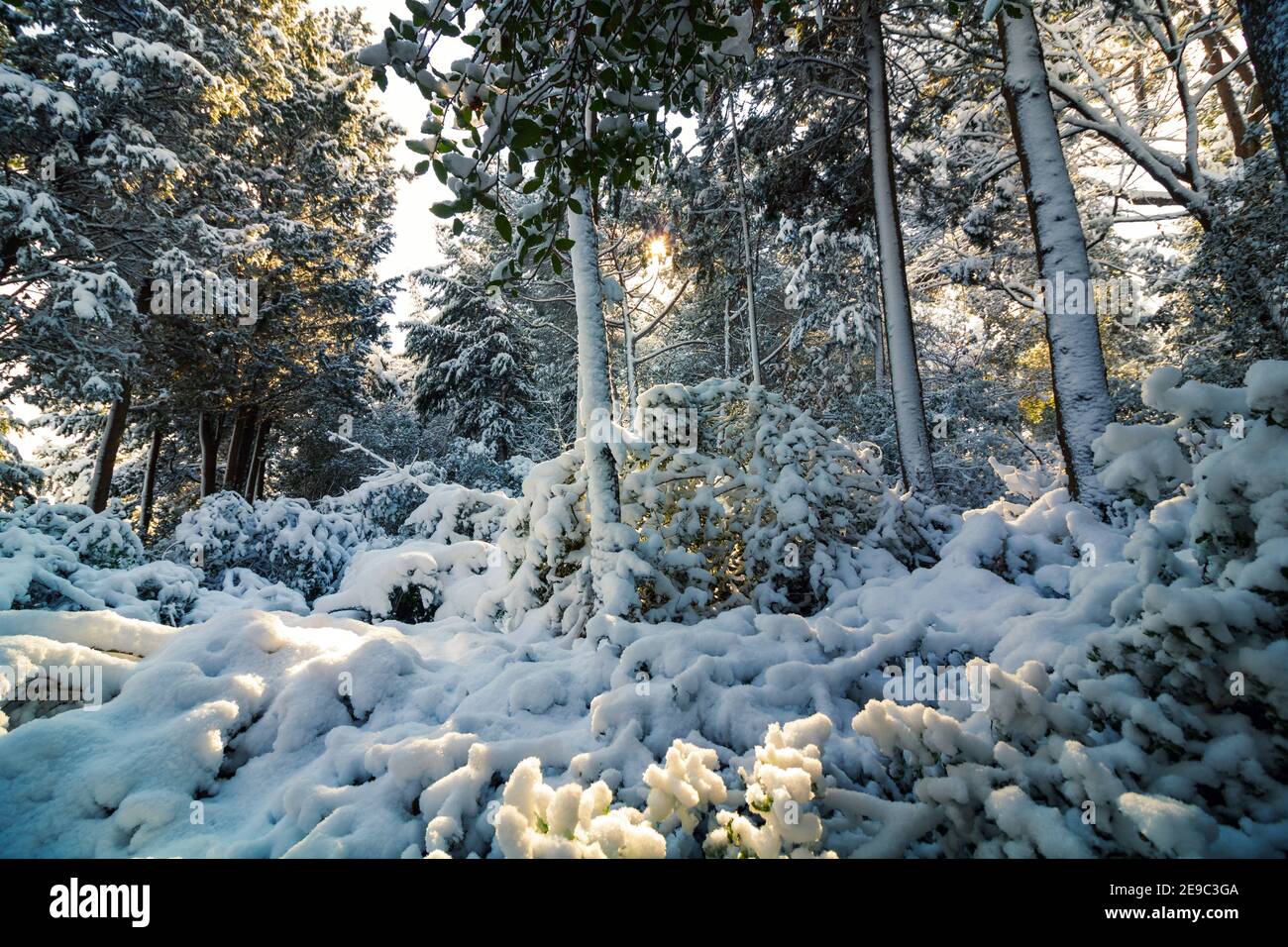 Snowy trees and sunlight. Winter background photo. Forest and winter ...