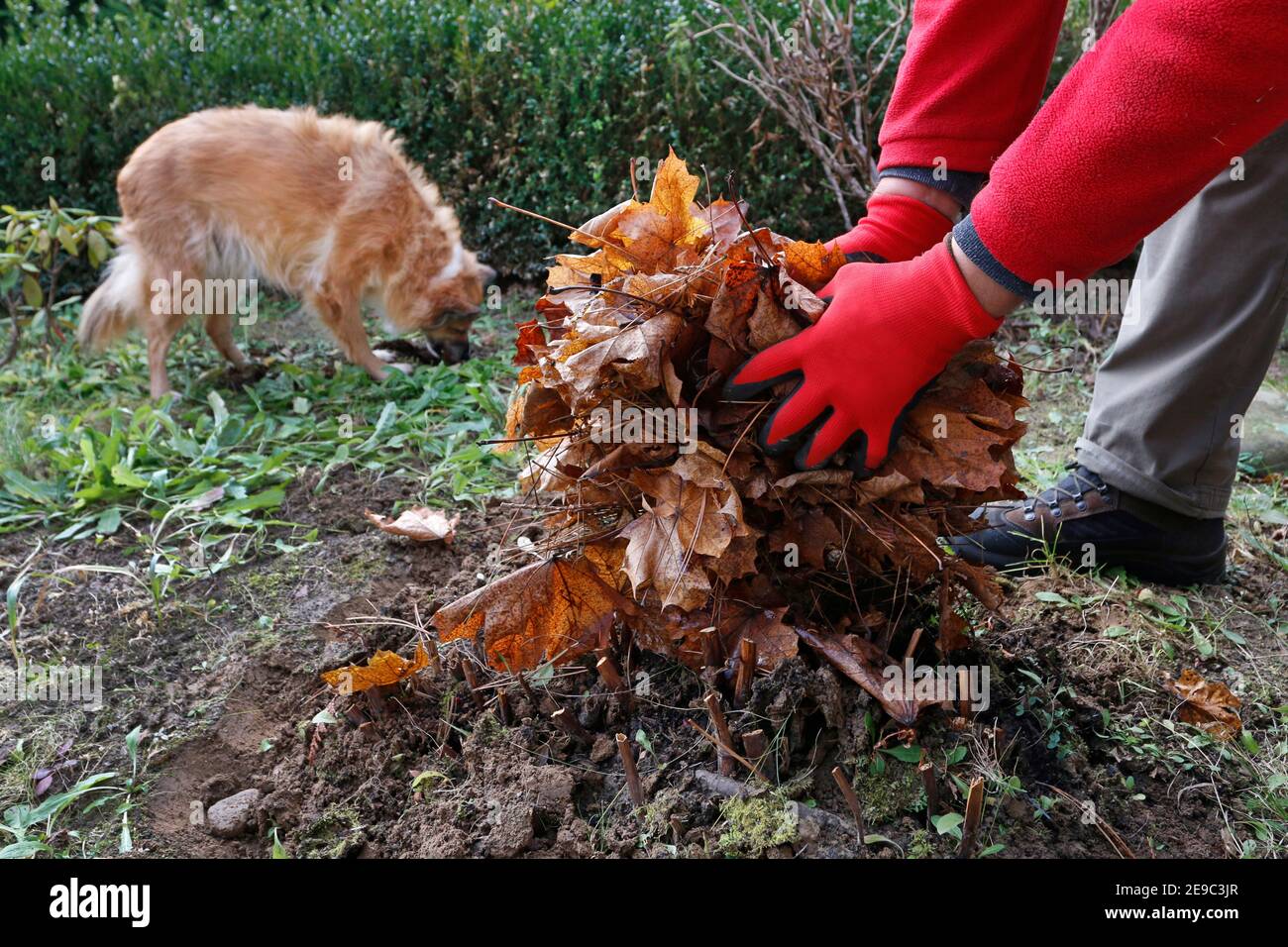 The gardener shows how to hoe a cluster of peonies to protect plants ...
