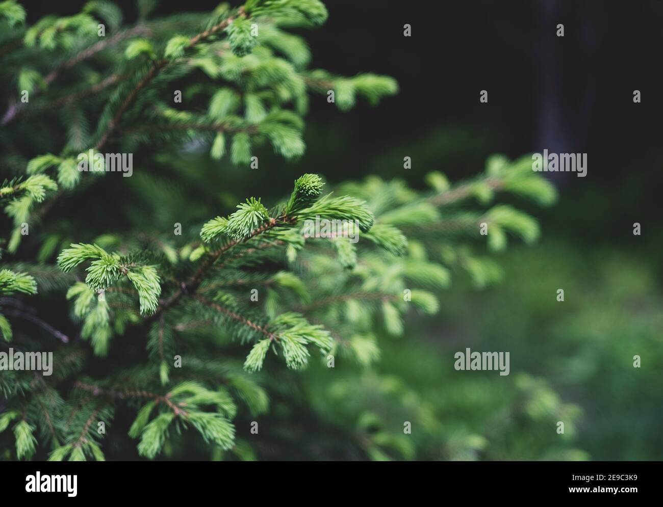 green branches of a fir-tree close up Stock Photo - Alamy