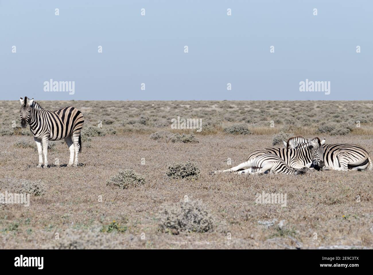 Zebras sleeping hi-res stock photography and images - Alamy