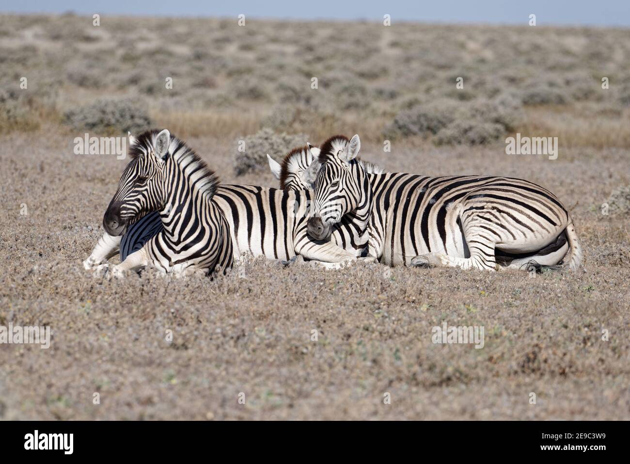 Zebra head facing hi-res stock photography and images - Alamy