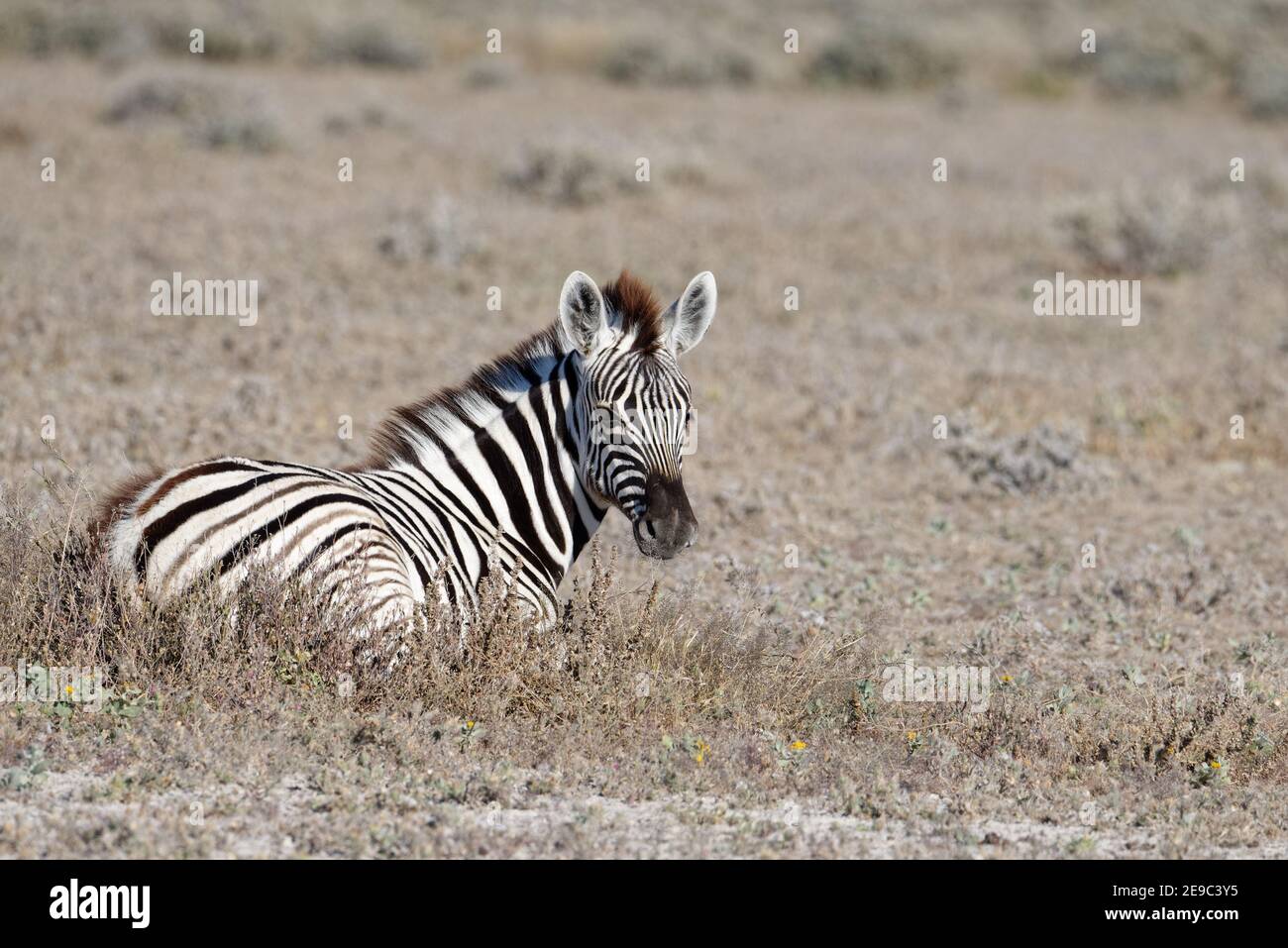 Zebra in heat hi-res stock photography and images - Alamy