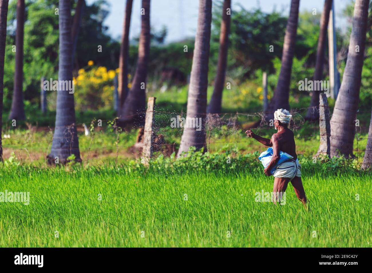 Indian farmer doing rice farming in south indian location tamil nadu ...