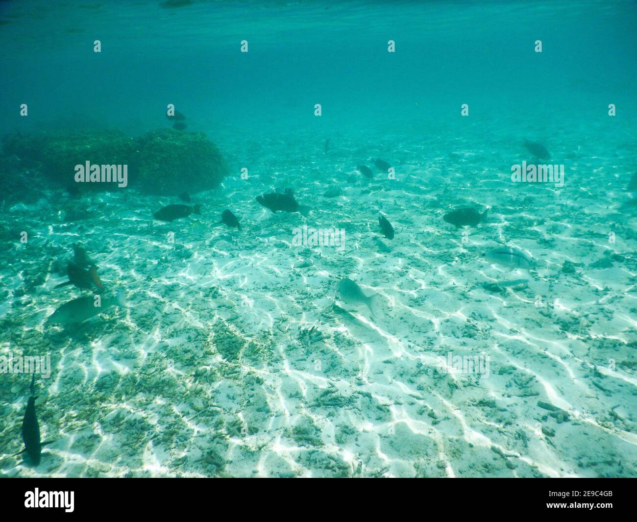 Plankton Maldives High Resolution Stock Photography and Images - Alamy