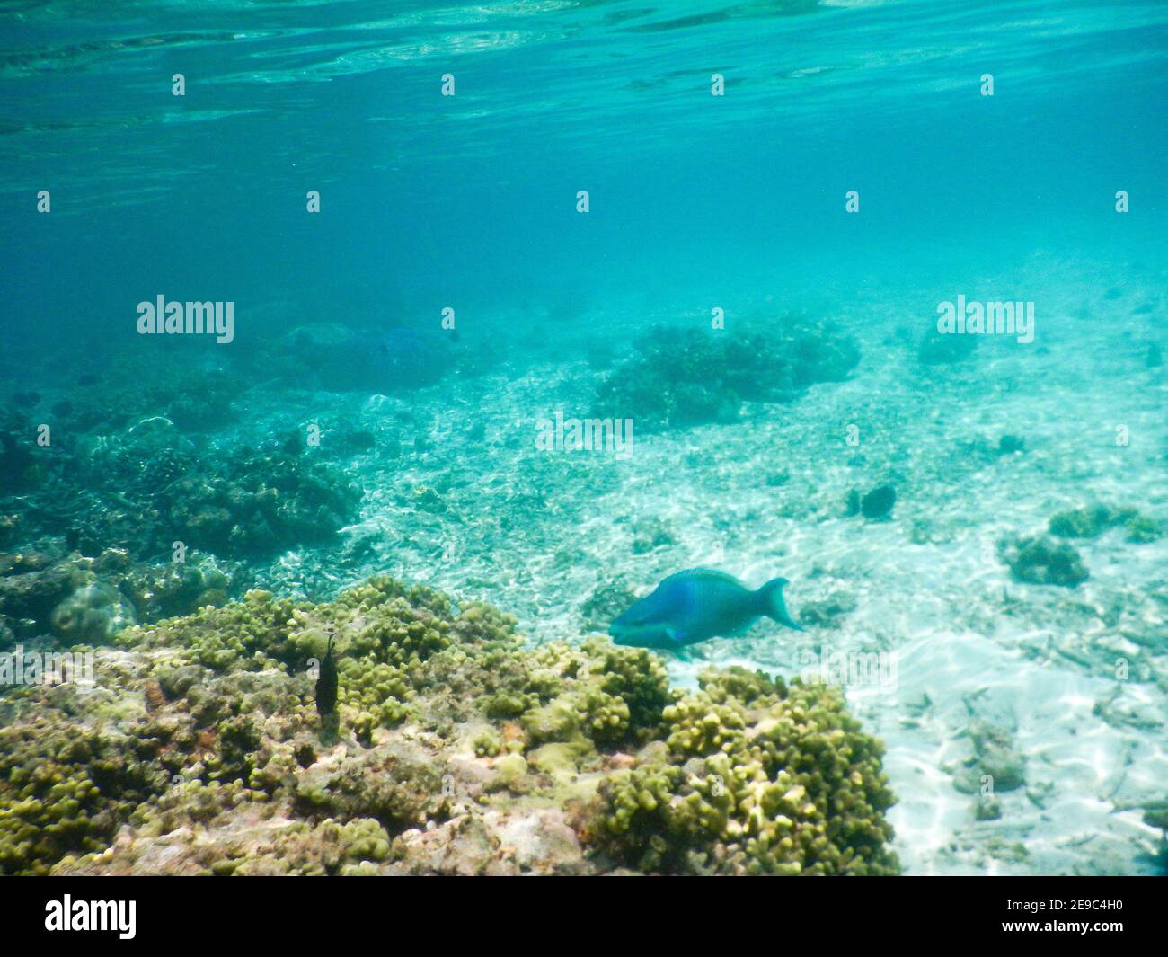Plankton Maldives High Resolution Stock Photography and Images - Alamy