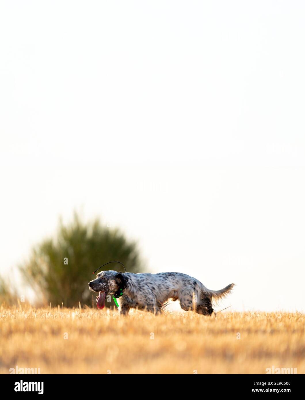 Extremely stubborn hi-res stock photography and images - Alamy