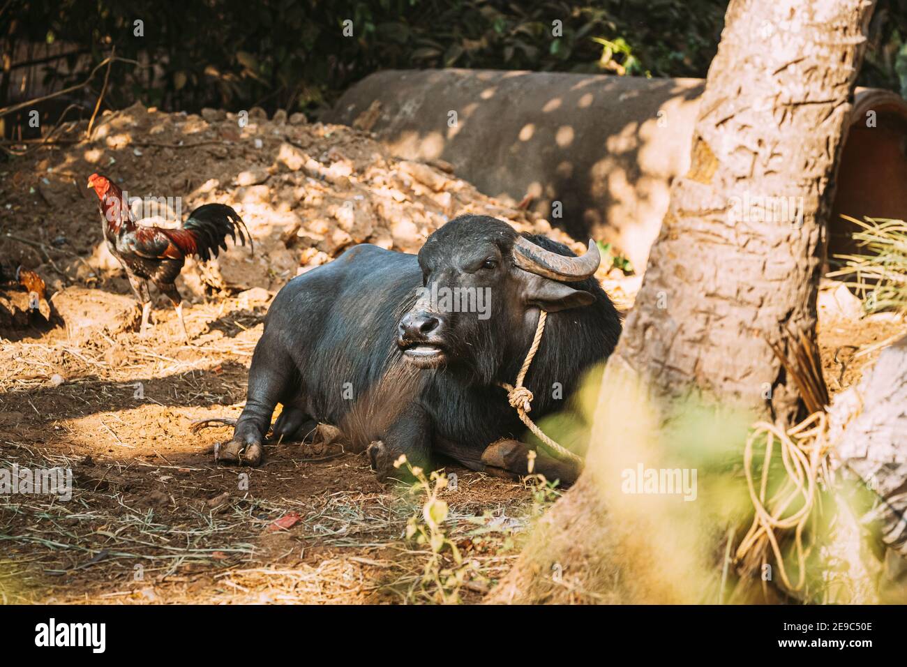 India water buffalo hi-res stock photography and images - Alamy
