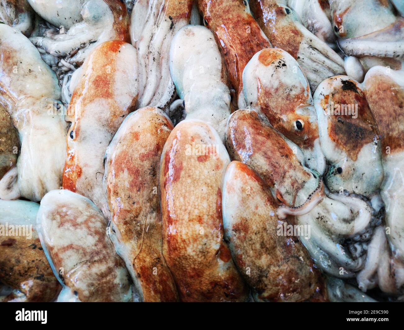 Close up of cuttlefish hi-res stock photography and images - Alamy
