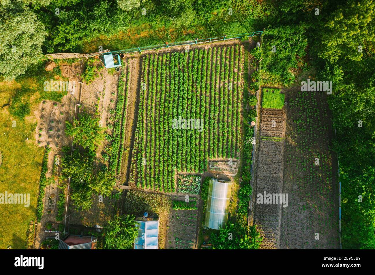 Aerial View Of Vegetable Garden