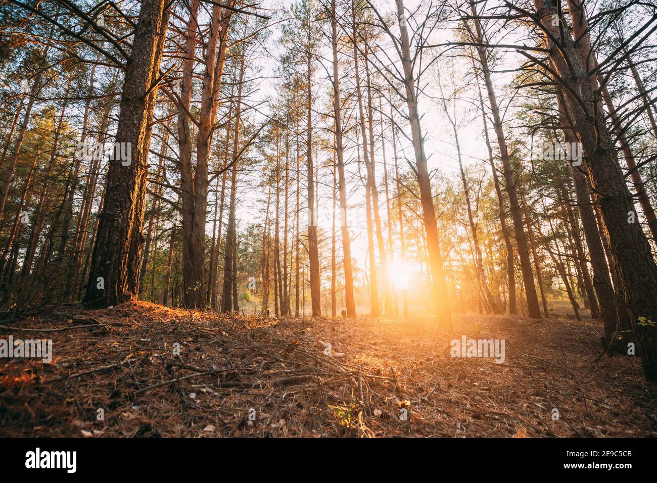 Sunlight Woods High Resolution Stock Photography and Images - Alamy