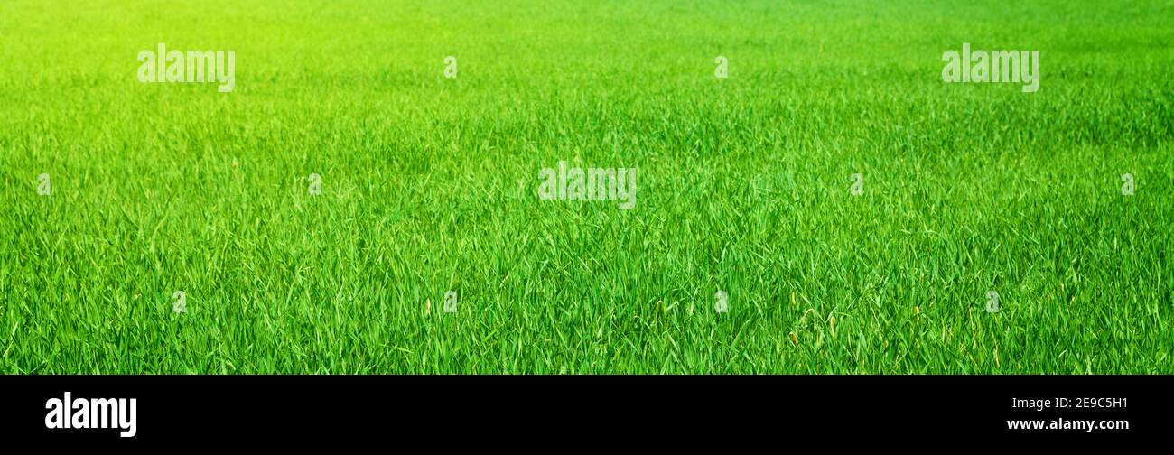 Green grass field meadow wide backdrop Stock Photo - Alamy