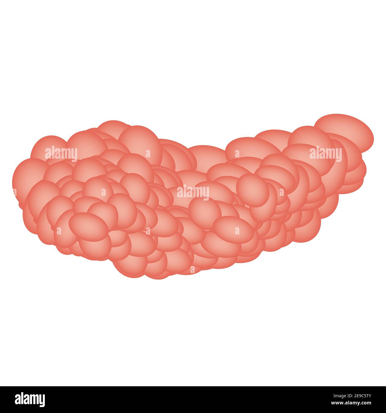 Sublingual salivary gland. Vector illustration on isolated background ...