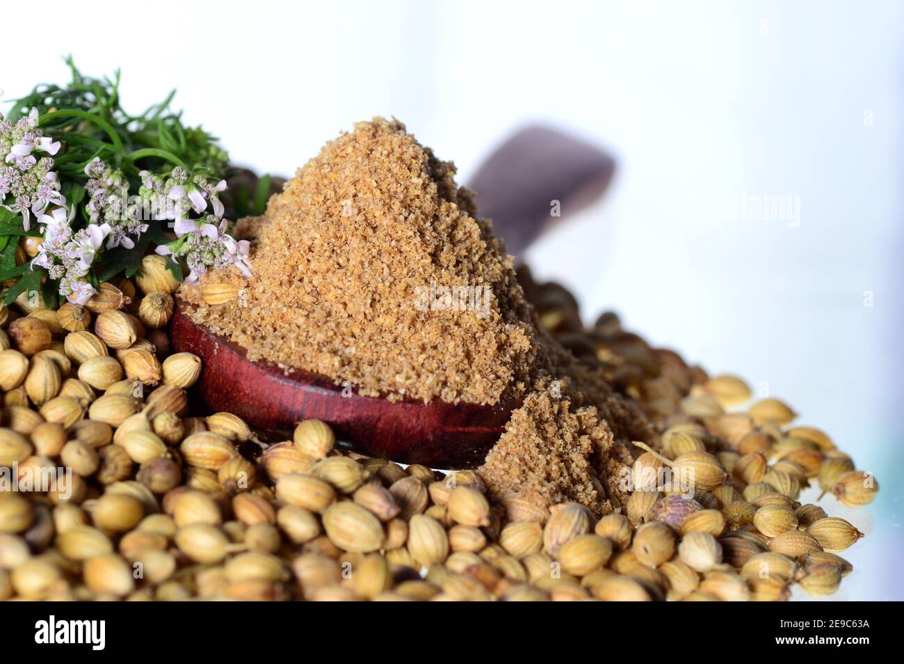 Coriander seeds, Fresh Coriander and Powdered coriander isolated on ...