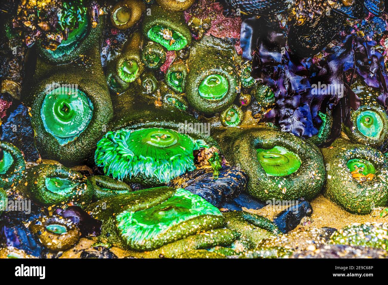 Haystack rock tide pool hi-res stock photography and images - Alamy