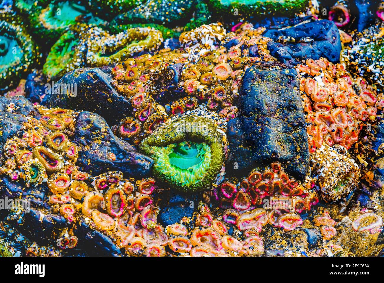 Haystack rock tide pool hi-res stock photography and images - Alamy