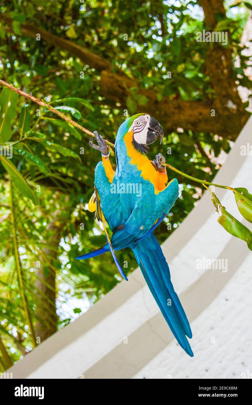Food parrot hi-res stock photography and images - Alamy