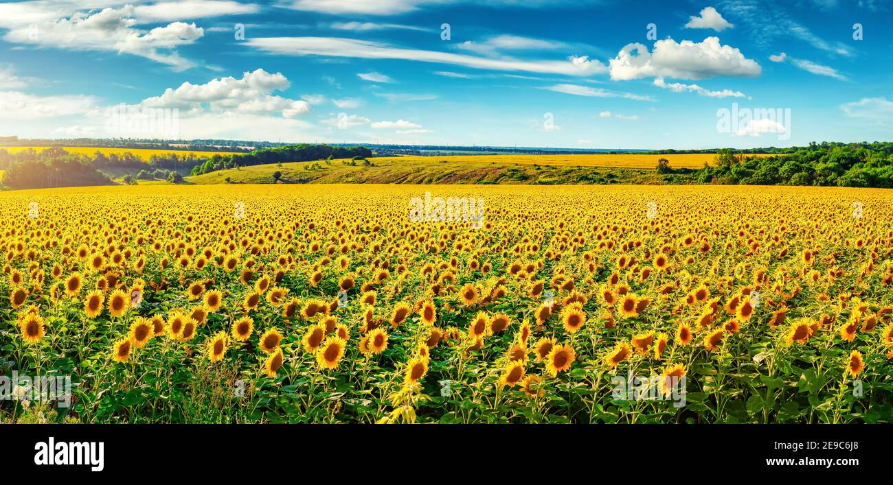 Sunny flower field hi-res stock photography and images - Alamy