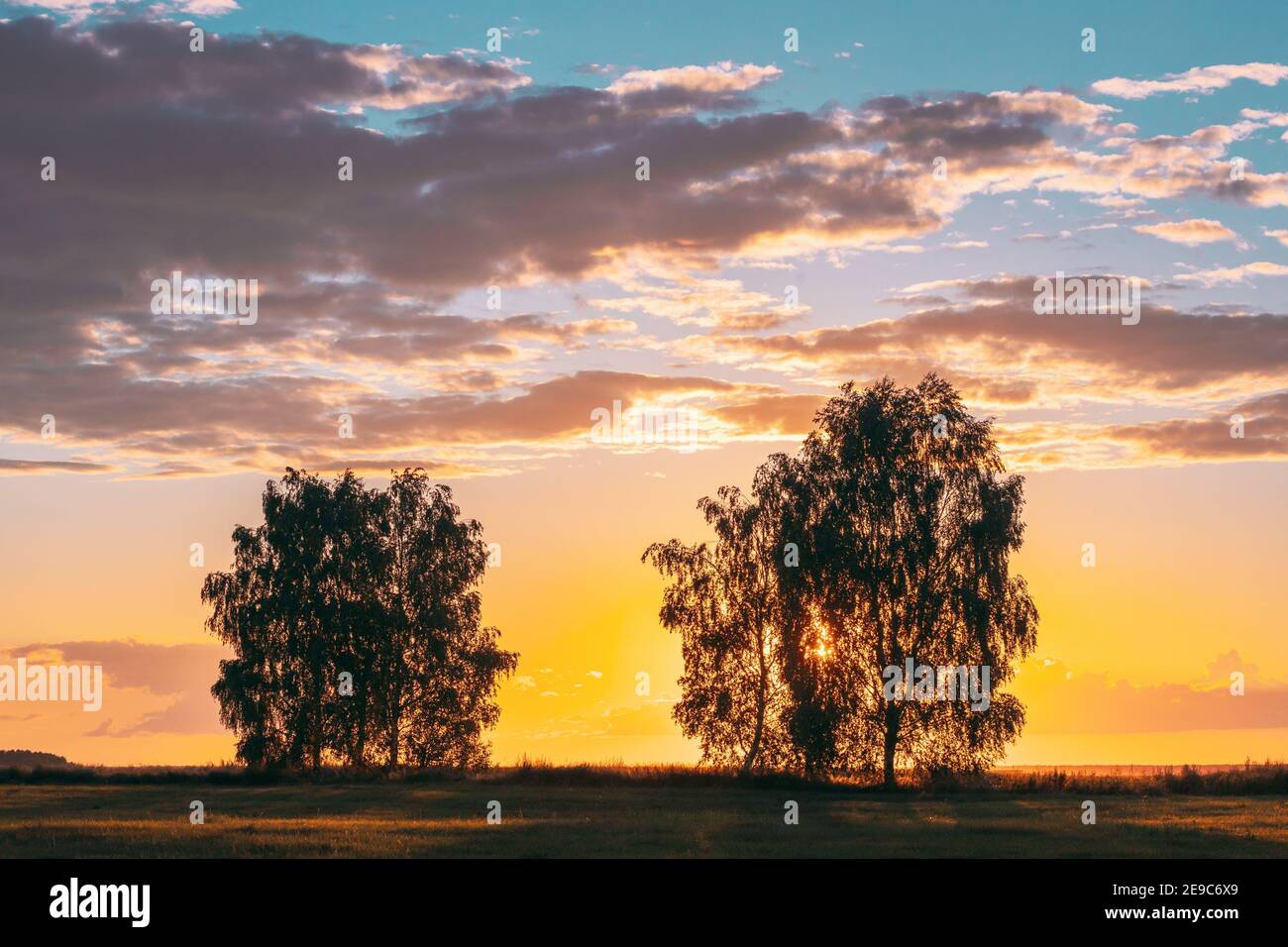Dark tree canopy hi-res stock photography and images - Alamy