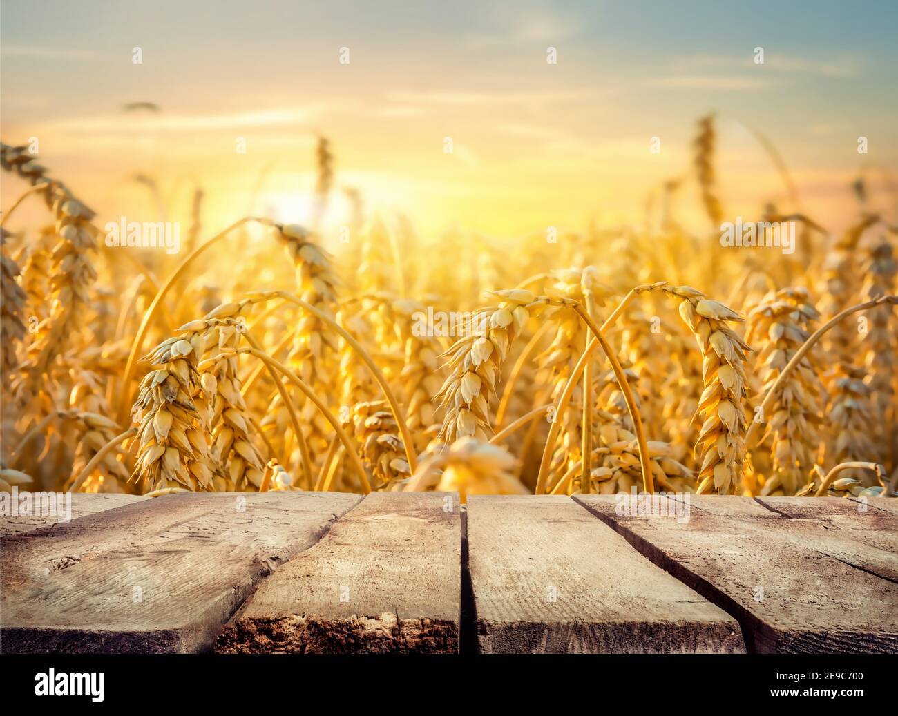 Empty wheat field hi-res stock photography and images - Alamy