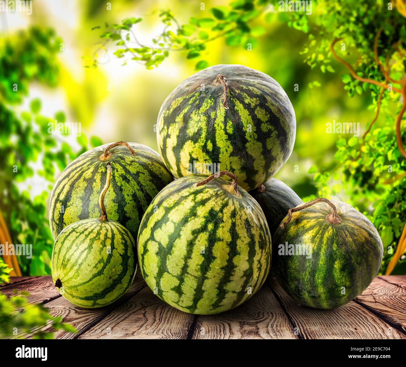 Watermelon Field Crop High Resolution Stock Photography and Images - Alamy