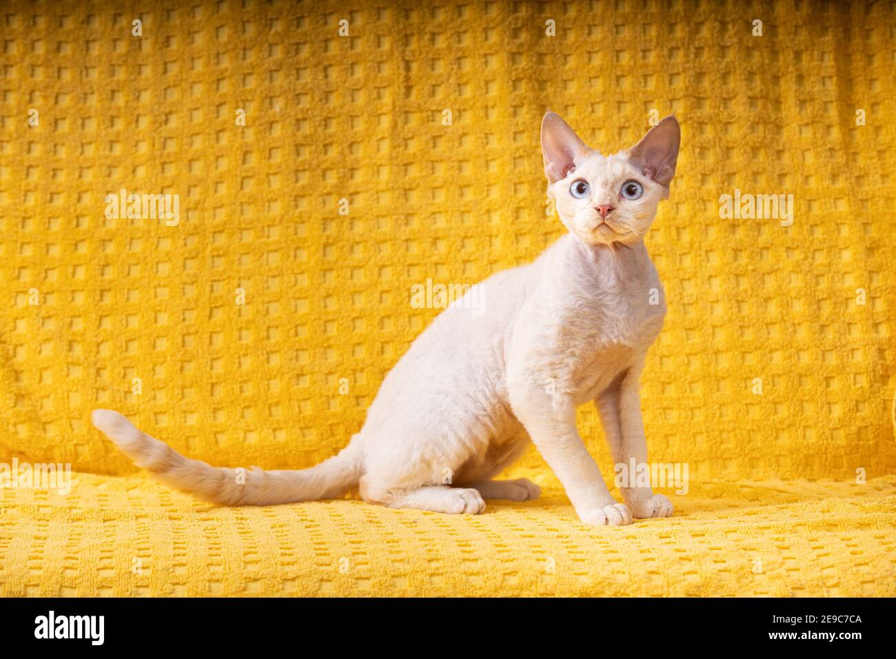 White Devon Rex Kitten Kitty Short Haired Blue Eyed Cat Of English