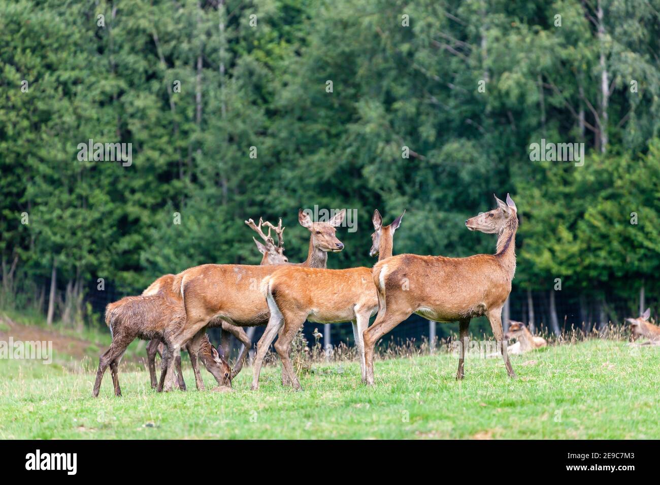 Natural preserve austria hi-res stock photography and images - Alamy