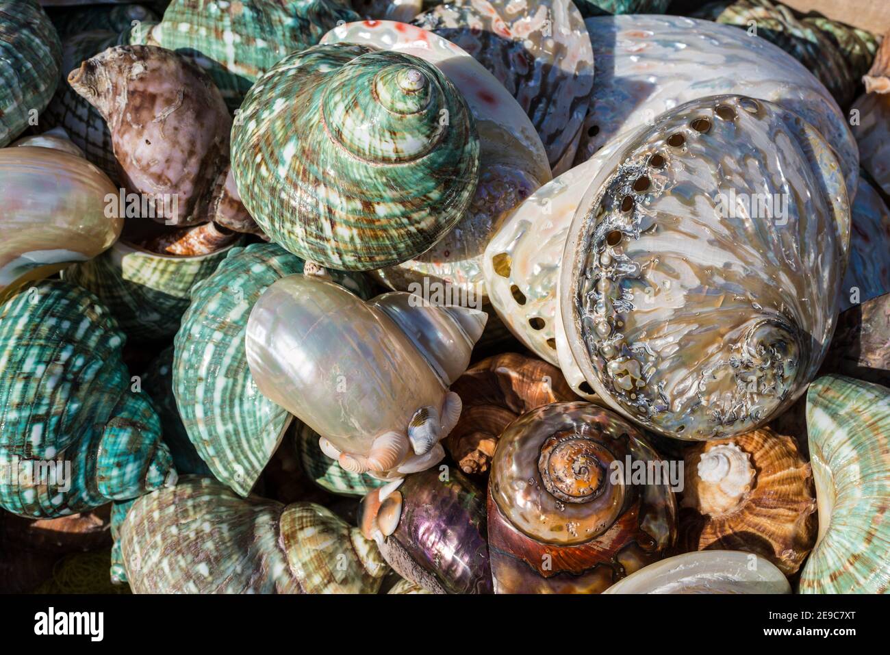 Seashell background, lots of different seashells piled together Stock ...