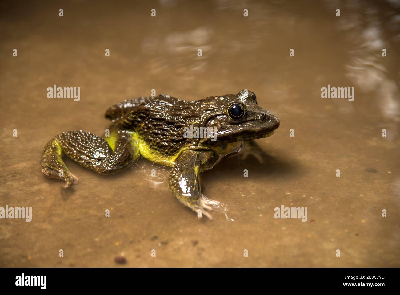 Frog in water hi-res stock photography and images - Alamy