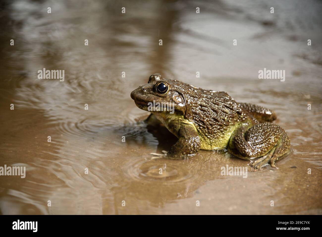 Species of water frog hi-res stock photography and images - Alamy