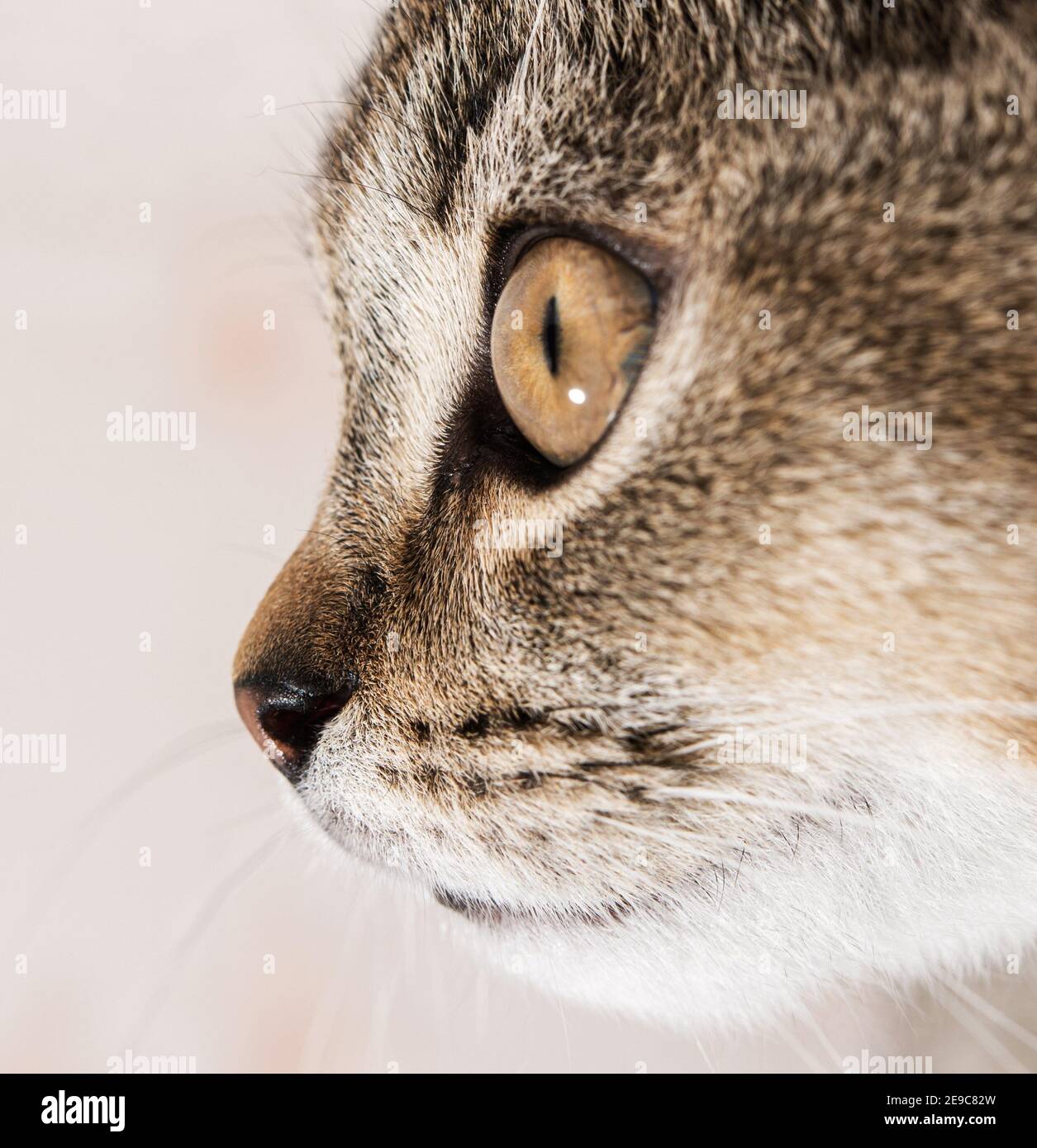 To british short hair cat her nose hi-res stock photography and images ...