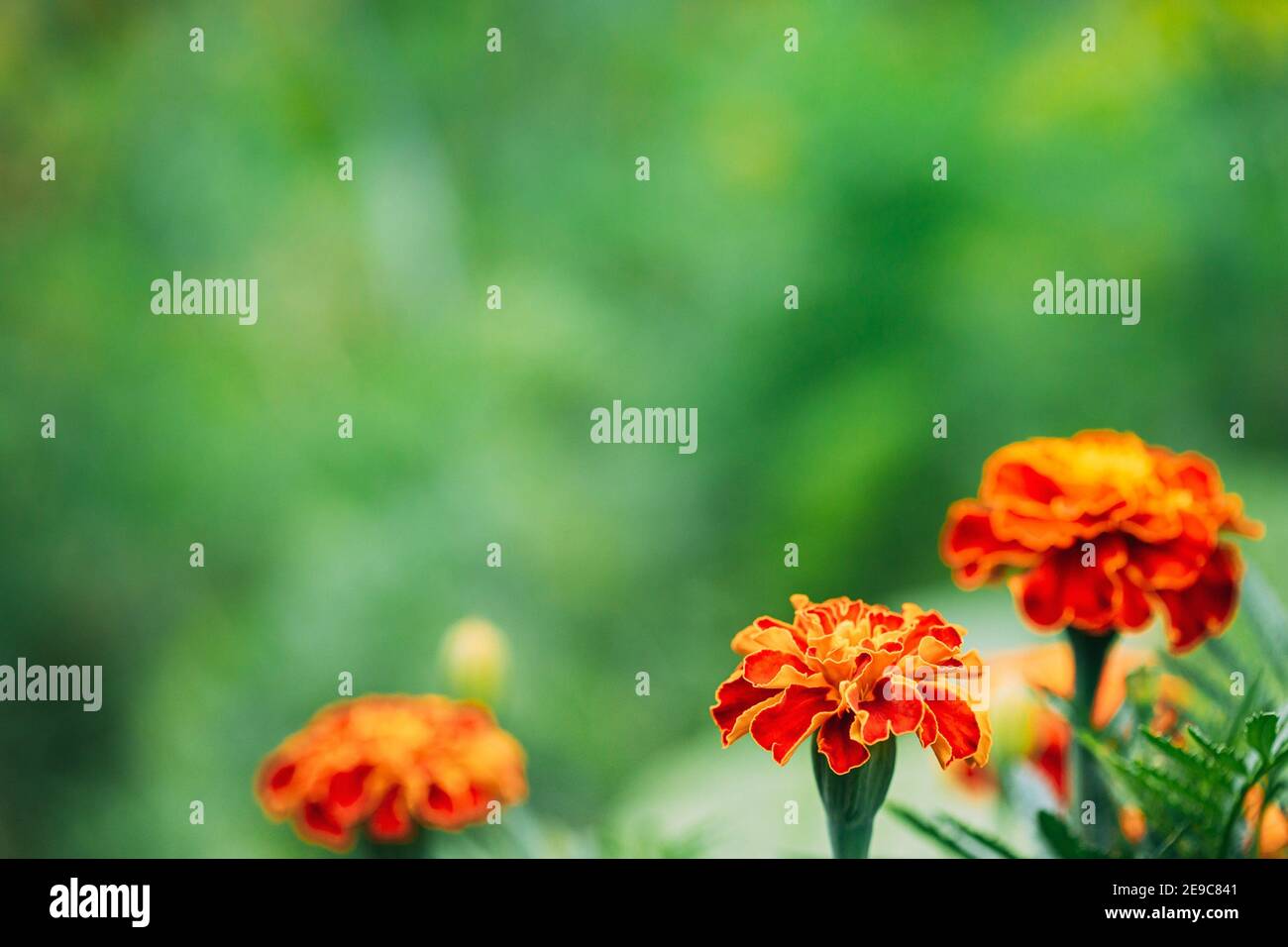 Red medicinal plant hi-res stock photography and images - Alamy