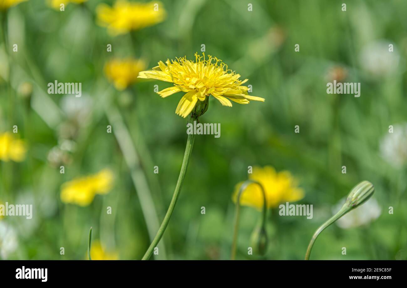 Yellow Hawkweed High Resolution Stock Photography and Images - Alamy