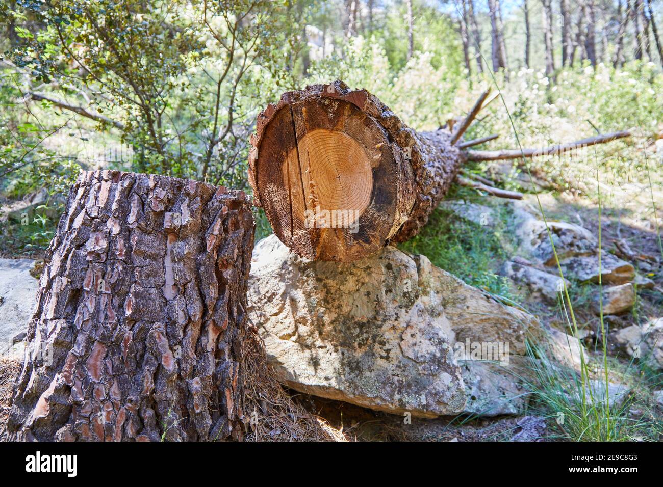 Image in cross section of log hi-res stock photography and images - Alamy