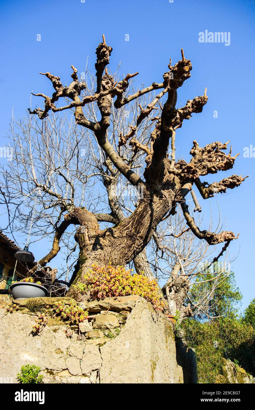 Tree Monster High Resolution Stock Photography and Images - Alamy