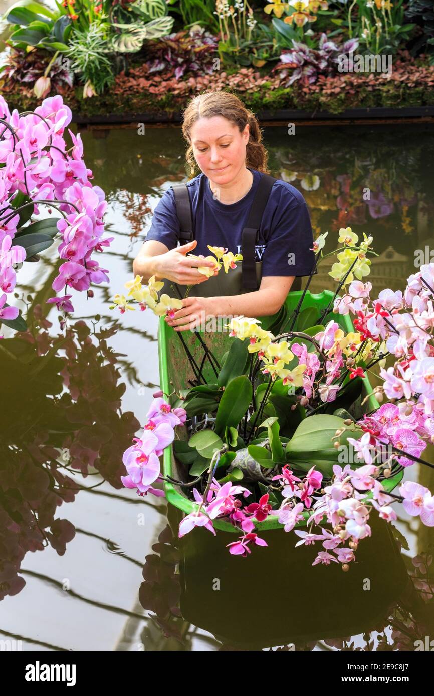 Kew Gardens Orchid Festival, staff member with beautiful orchids at the ...