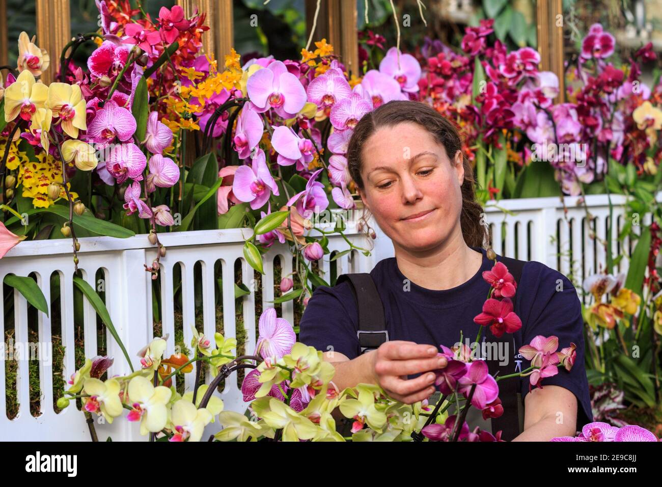 Kew Gardens Orchid Festival, staff member with beautiful orchids at the ...