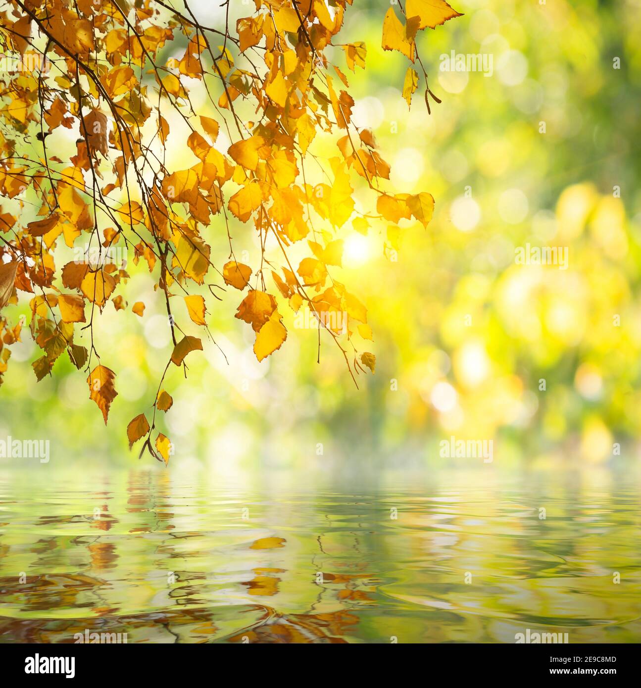 River branch hi-res stock photography and images - Alamy