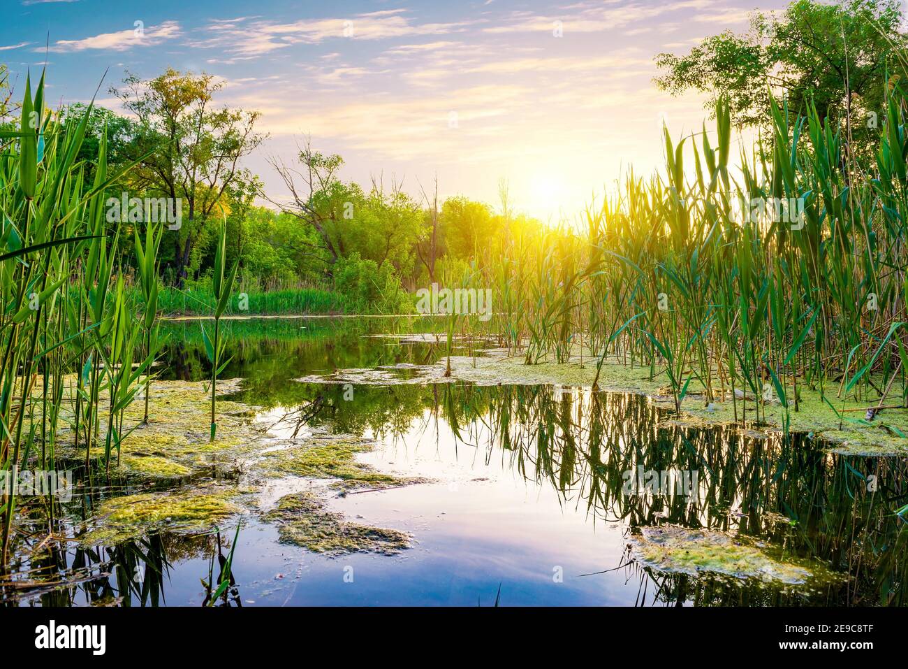 Pond plant sun hi-res stock photography and images - Alamy