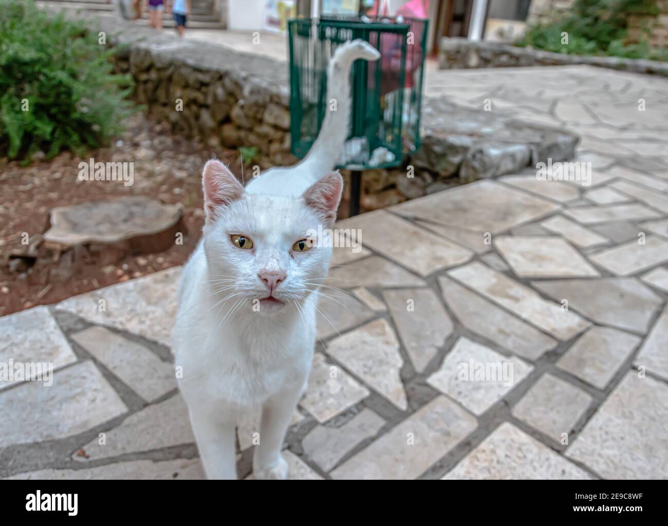 Sharp Eyes High Resolution Stock Photography and Images - Alamy