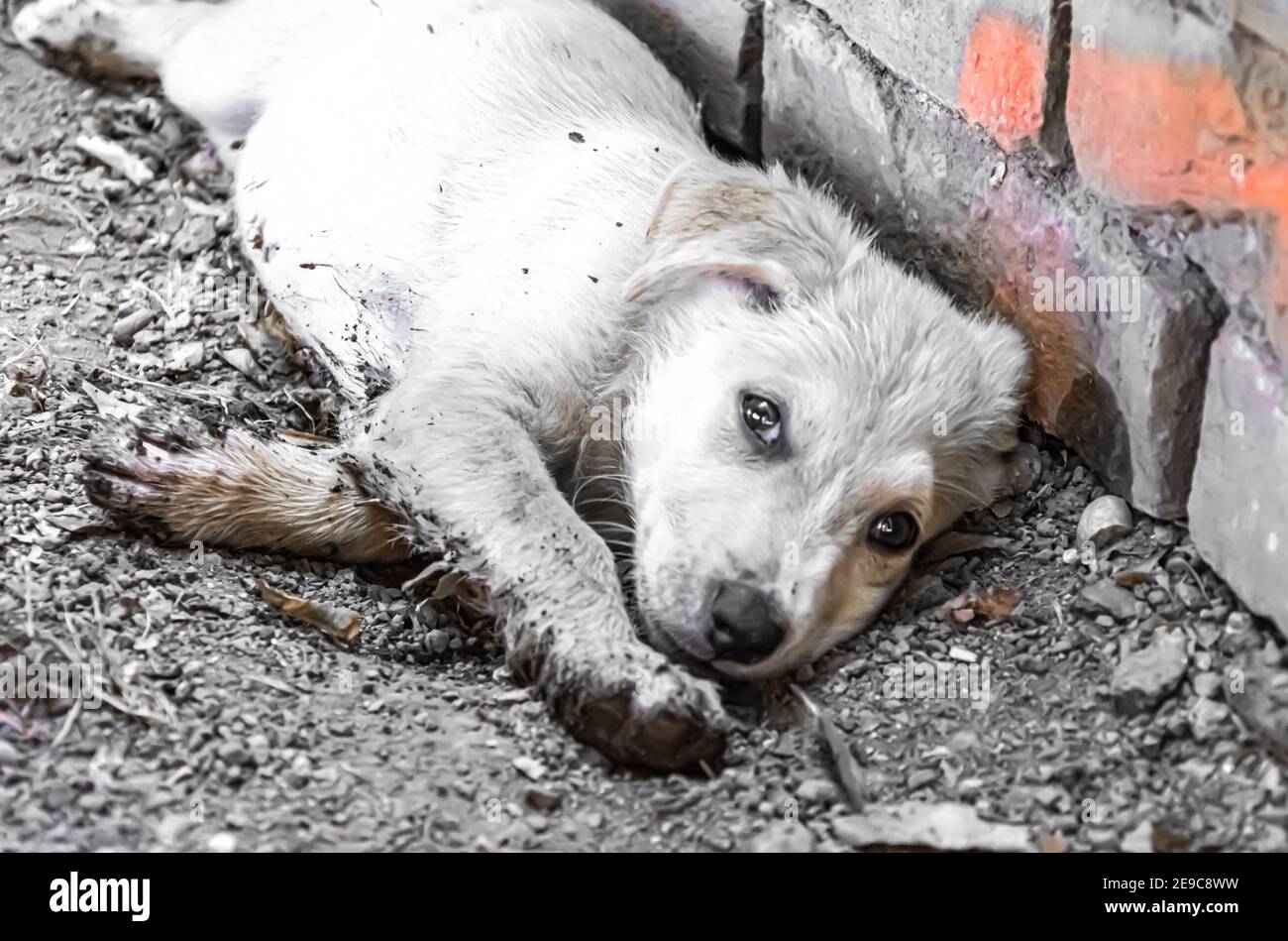 Baby and dog dirty hi-res stock photography and images - Alamy