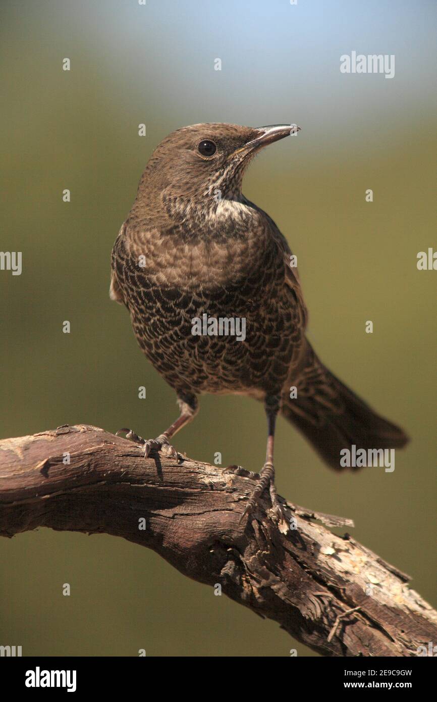 Ouzel bird hi-res stock photography and images - Alamy