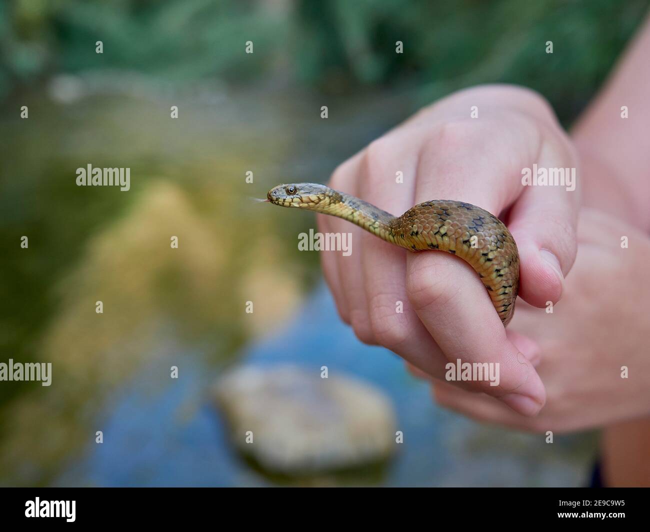Boy Holding A Snake High Resolution Stock Photography and Images - Alamy