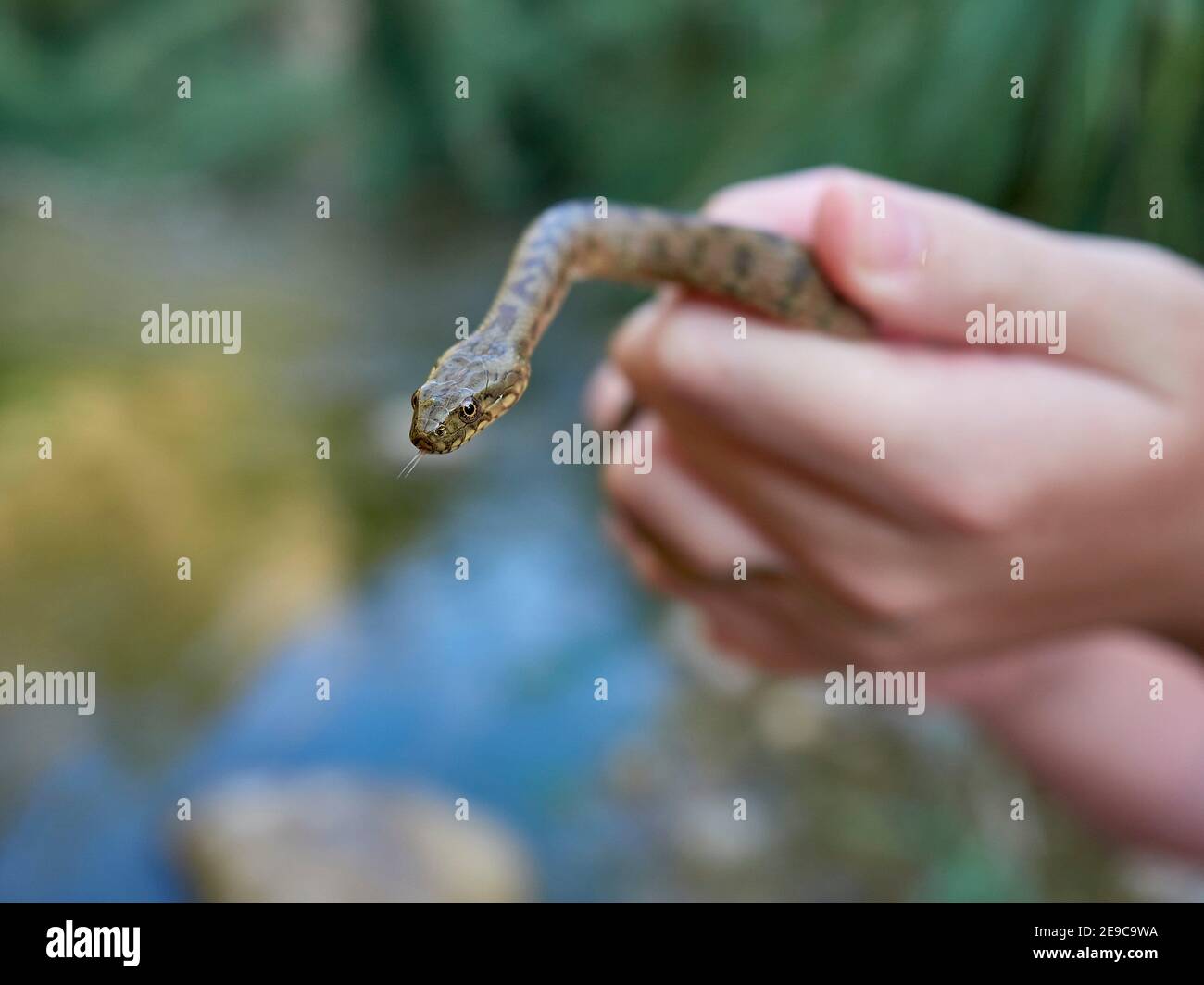 Boy With A Snake High Resolution Stock Photography and Images - Alamy