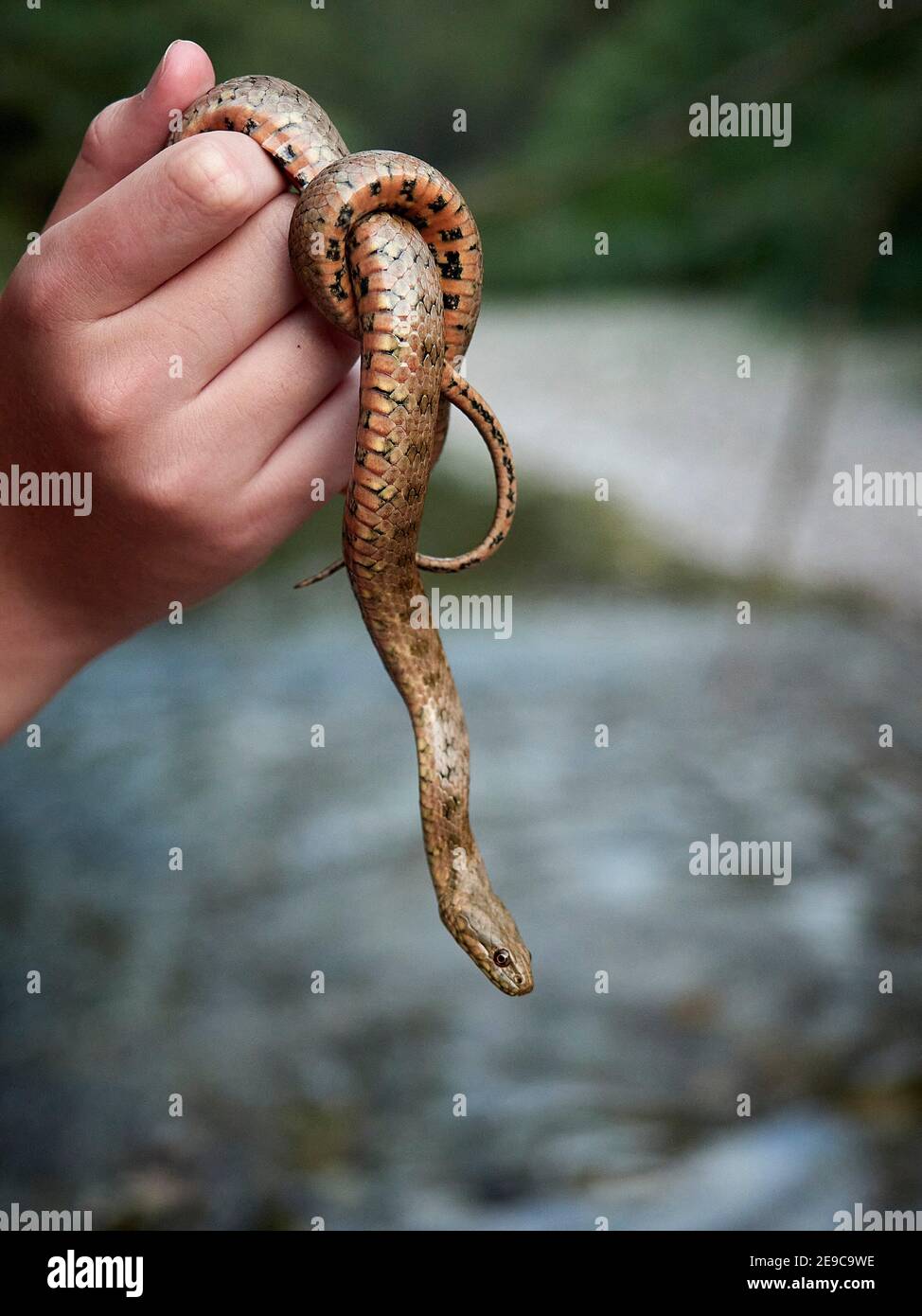 Boy With A Snake High Resolution Stock Photography and Images - Alamy