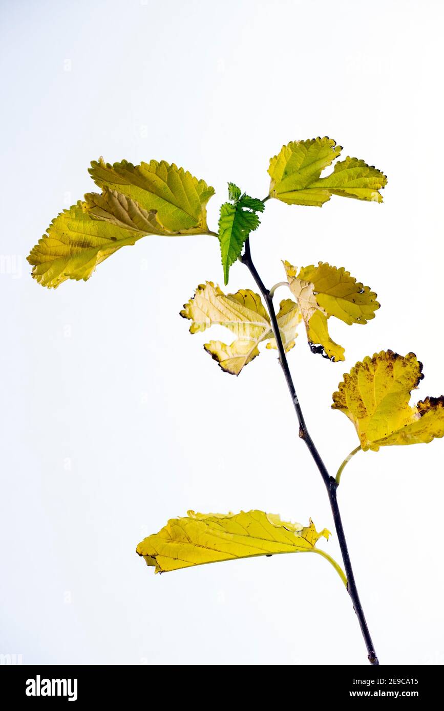 Botany platanus hi-res stock photography and images - Alamy