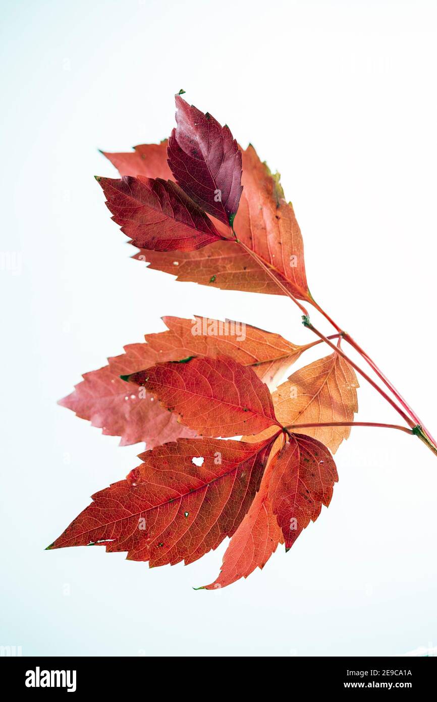 Parthenocissus inserta hi-res stock photography and images - Alamy